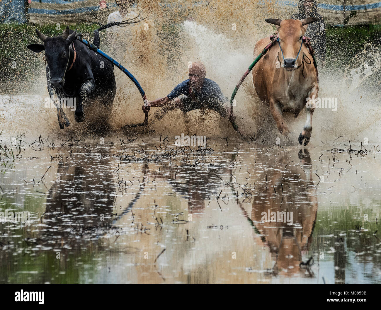 Pacu Jawi bull race: Jockey riding bull in muddy field to celebrate ...