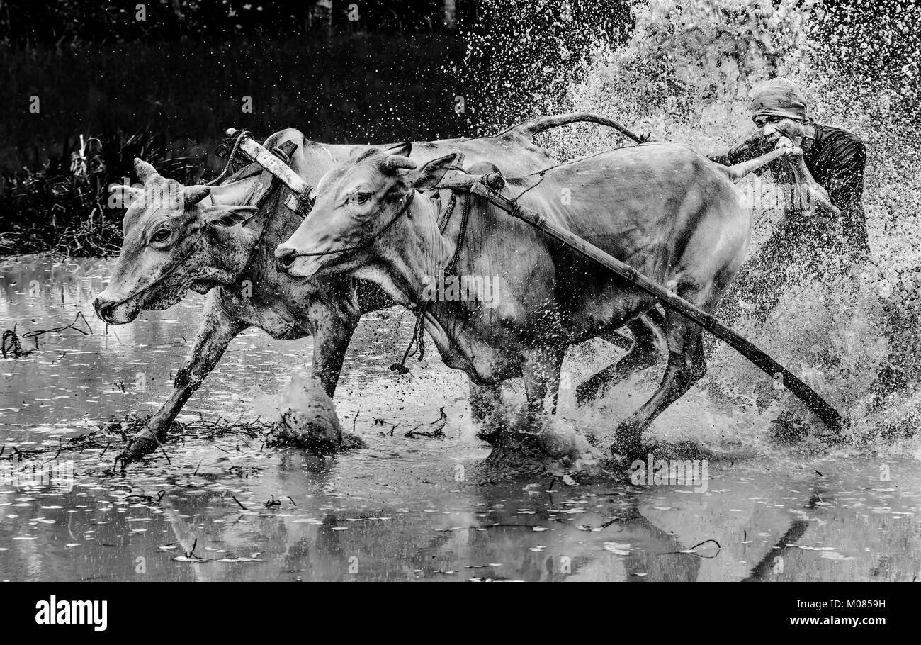 Pacu Jawi bull race: Jockey riding bull in muddy field to celebrate ...