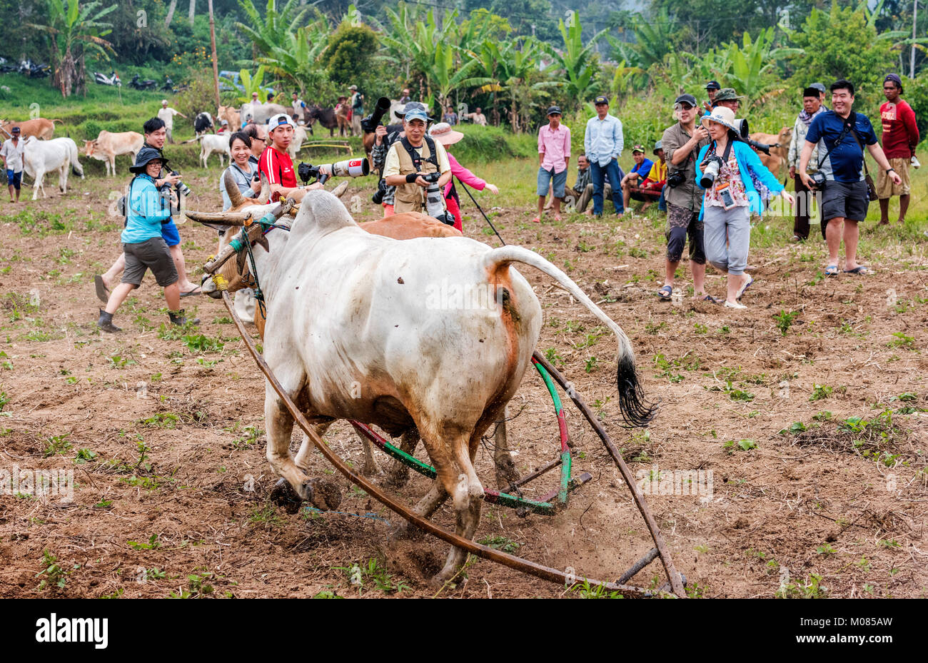 Pacu Jawi bull race: Bull running out of control towards the crowd at ...