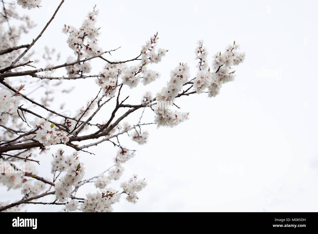 Blossom tree over nature background Spring flowers Spring Background ...