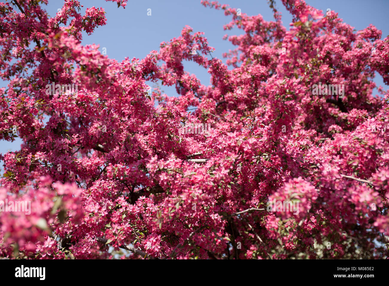 red, pink spring tree, blossoming. Cherry flowers background with sky ...
