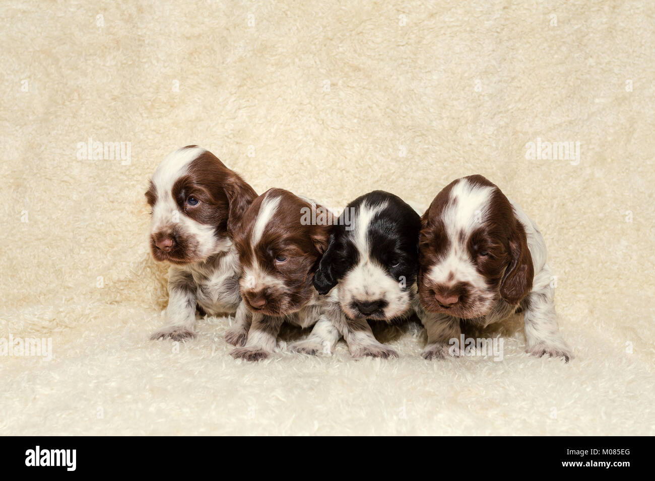 four cute small English Cocker Spaniel dog puppies Stock Photo - Alamy