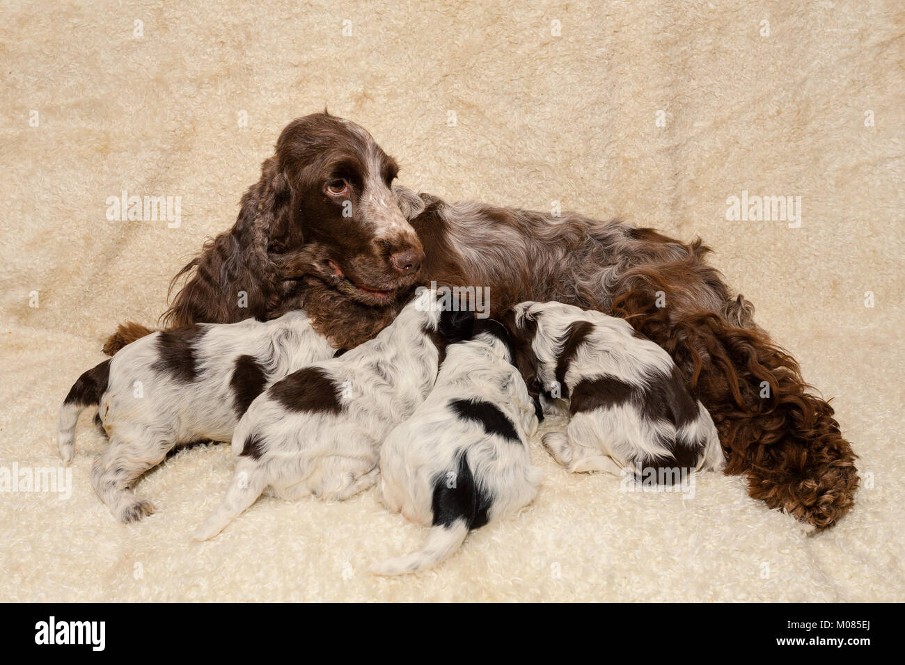 lying English Cocker Spaniel dog, mother and puppies drinking milk ...