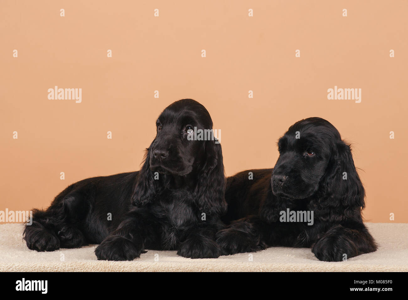 dog, english cocker spaniel, european champion, breeding station Stock ...