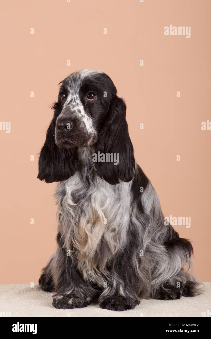 dog, english cocker spaniel, european champion, breeding station Stock ...