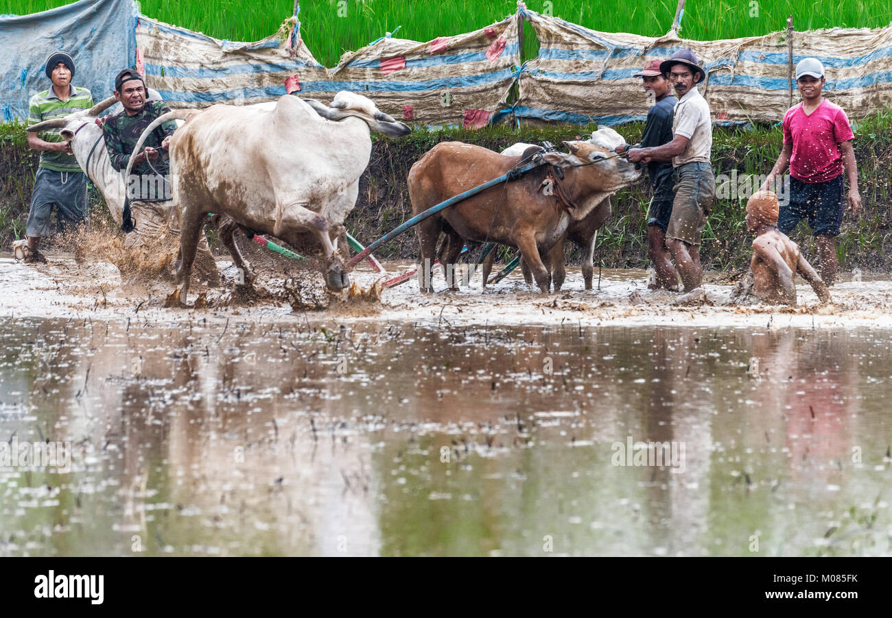 Pacu Jawi Bull Race: Jockey pulling the bull after the race in the mud ...