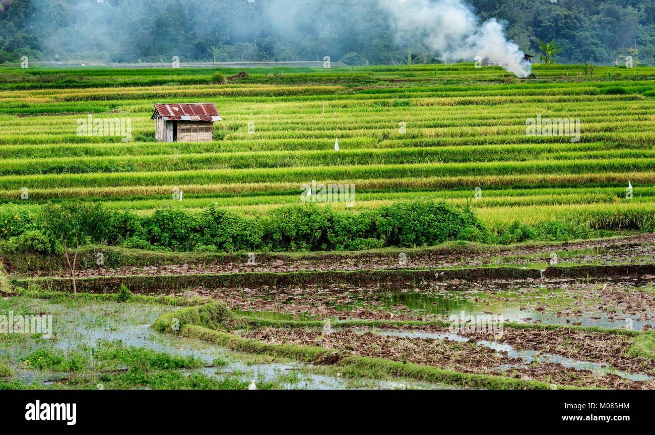 Paddy field beautiful patterns, Sumatra, Indonesia Stock Photo - Alamy