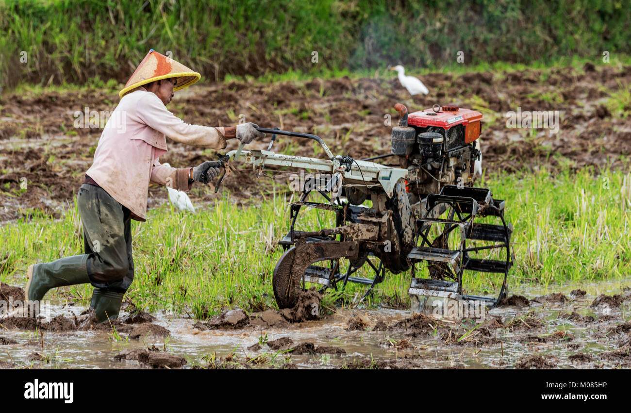 Farmer plowing in his paddy field, Indonesia Stock Photo - Alamy