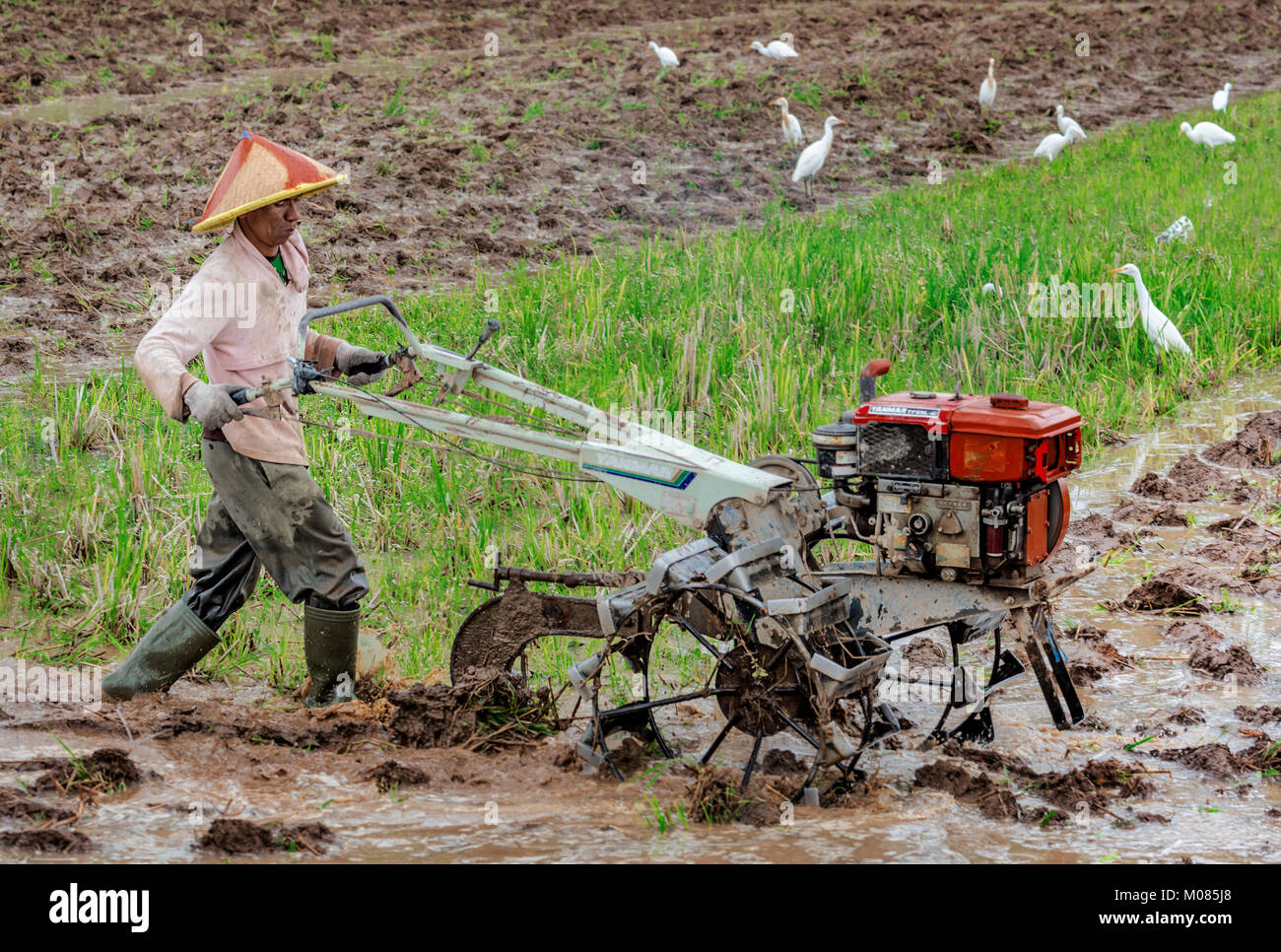 Farmer plowing in his paddy field, Indonesia Stock Photo - Alamy