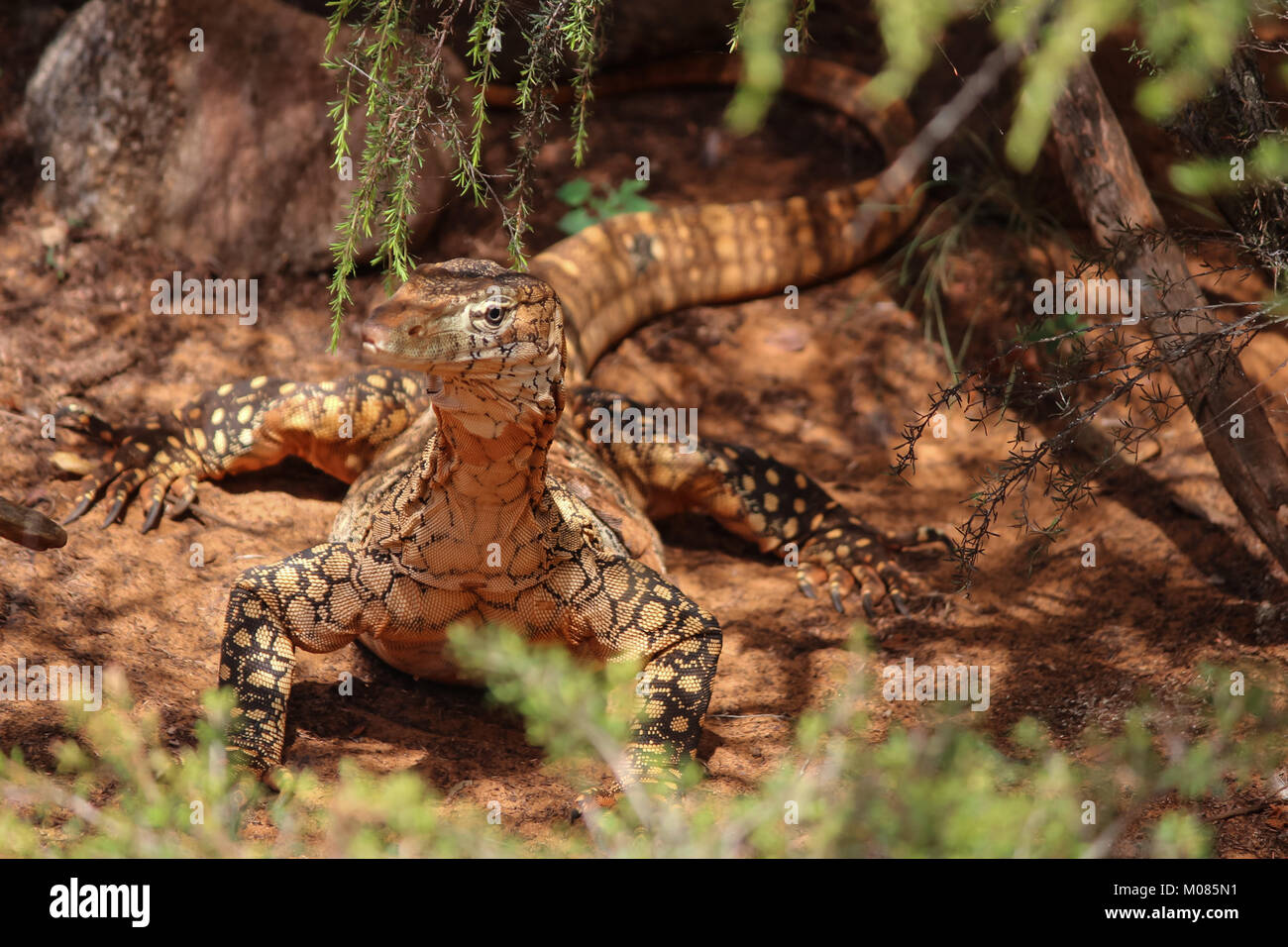 Monitor Lizard from the Australian Bush Stock Photo - Alamy