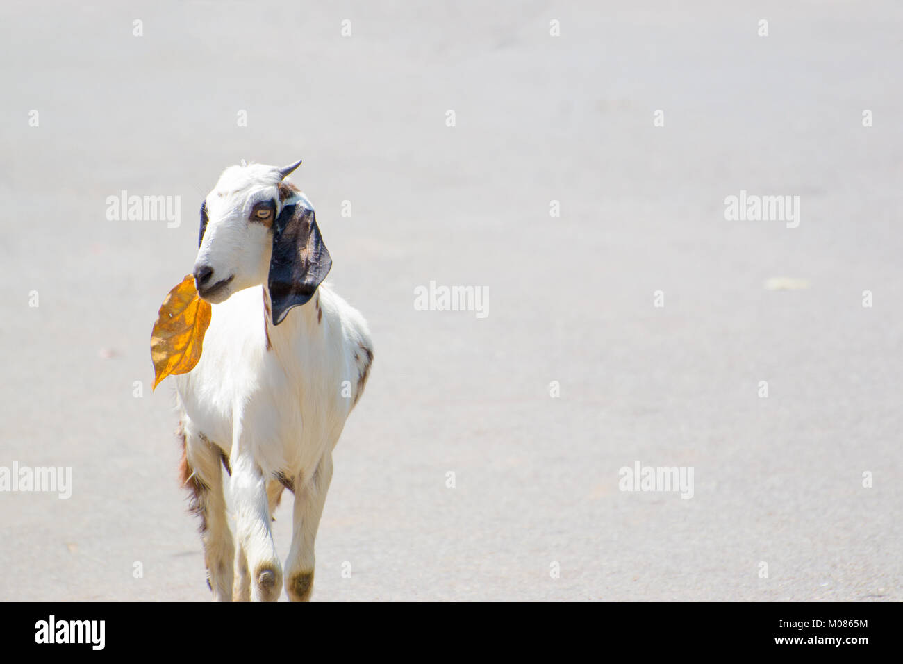 Indian goat hi-res stock photography and images - Alamy
