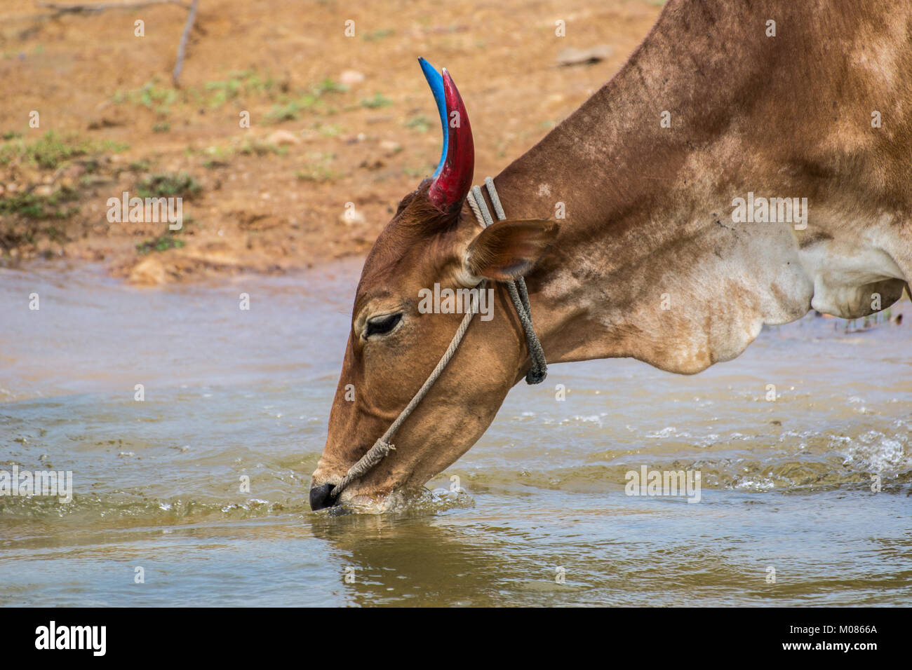 Cow drinking water Stock Photo - Alamy