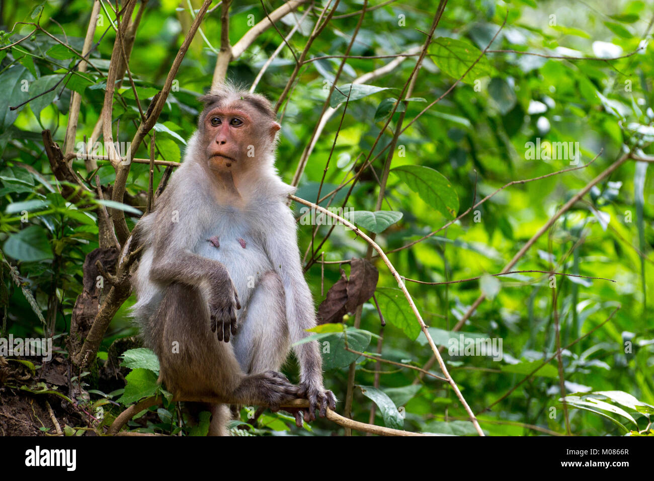 Curious Indian Monkey Stock Photo - Alamy