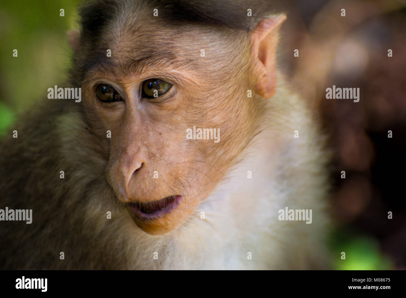 Indian wild monkey hi-res stock photography and images - Alamy