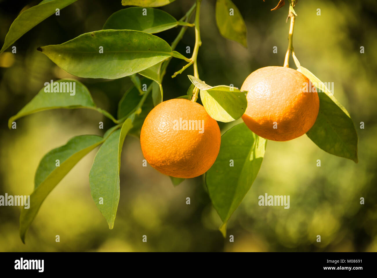 Orange tree close up Stock Photo - Alamy
