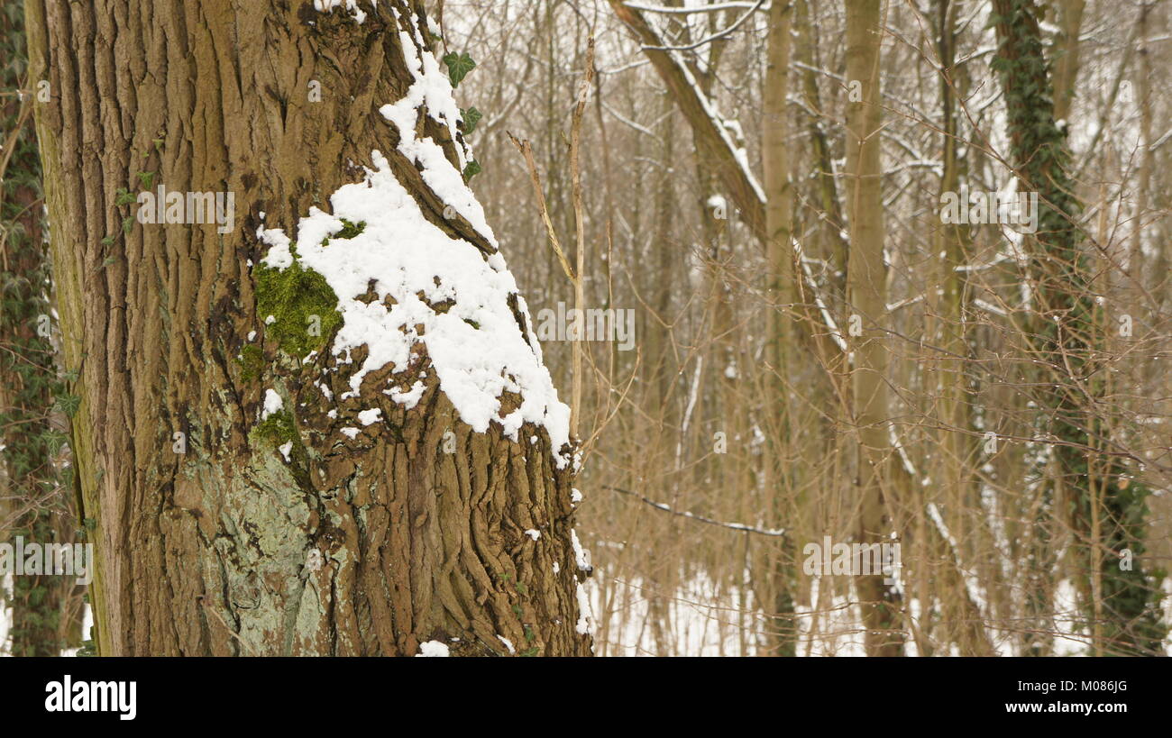 Tree Branches covered of snow in park Stock Photo - Alamy