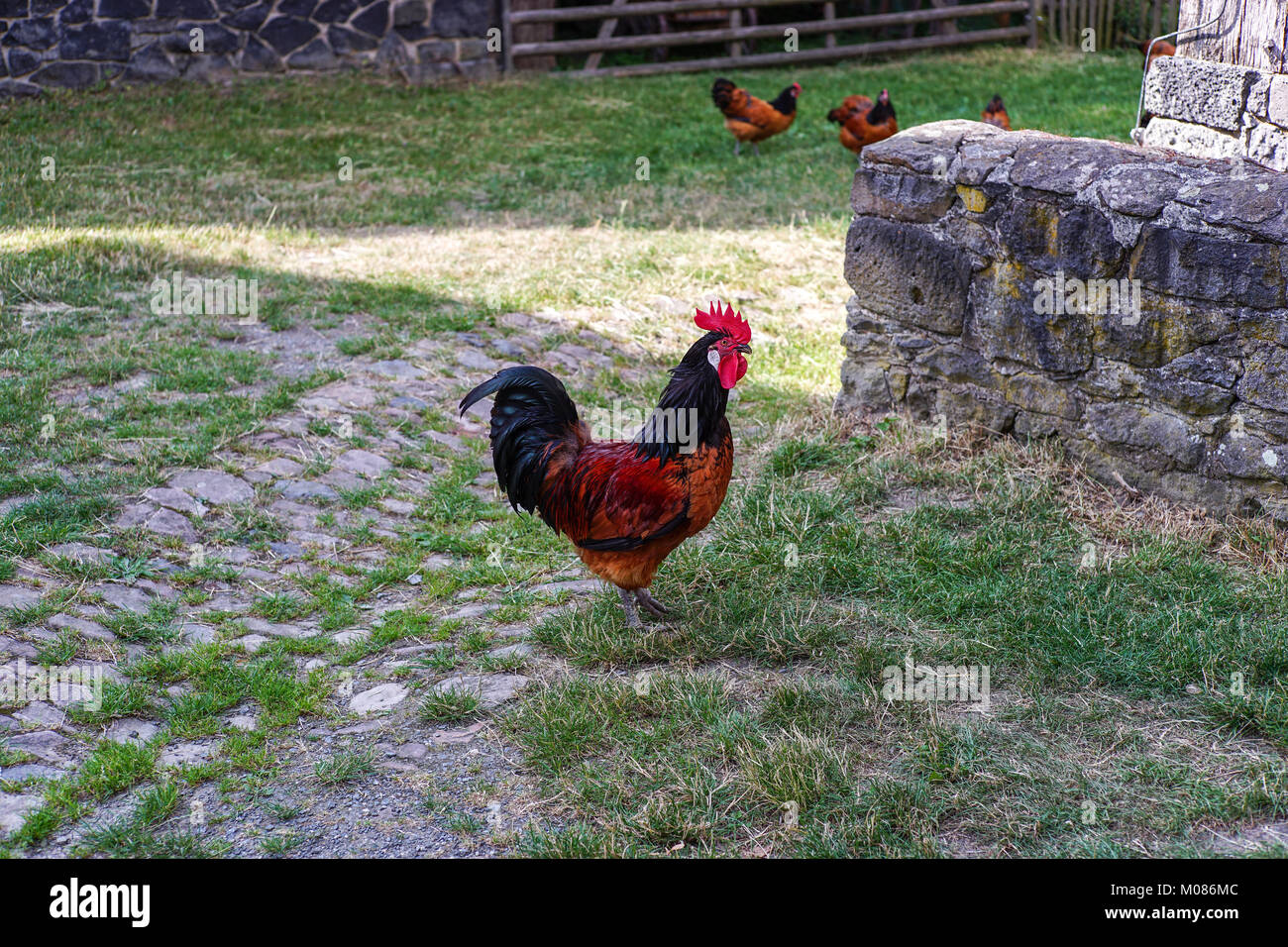 A colorful rooster is standing on the farm Stock Photo - Alamy