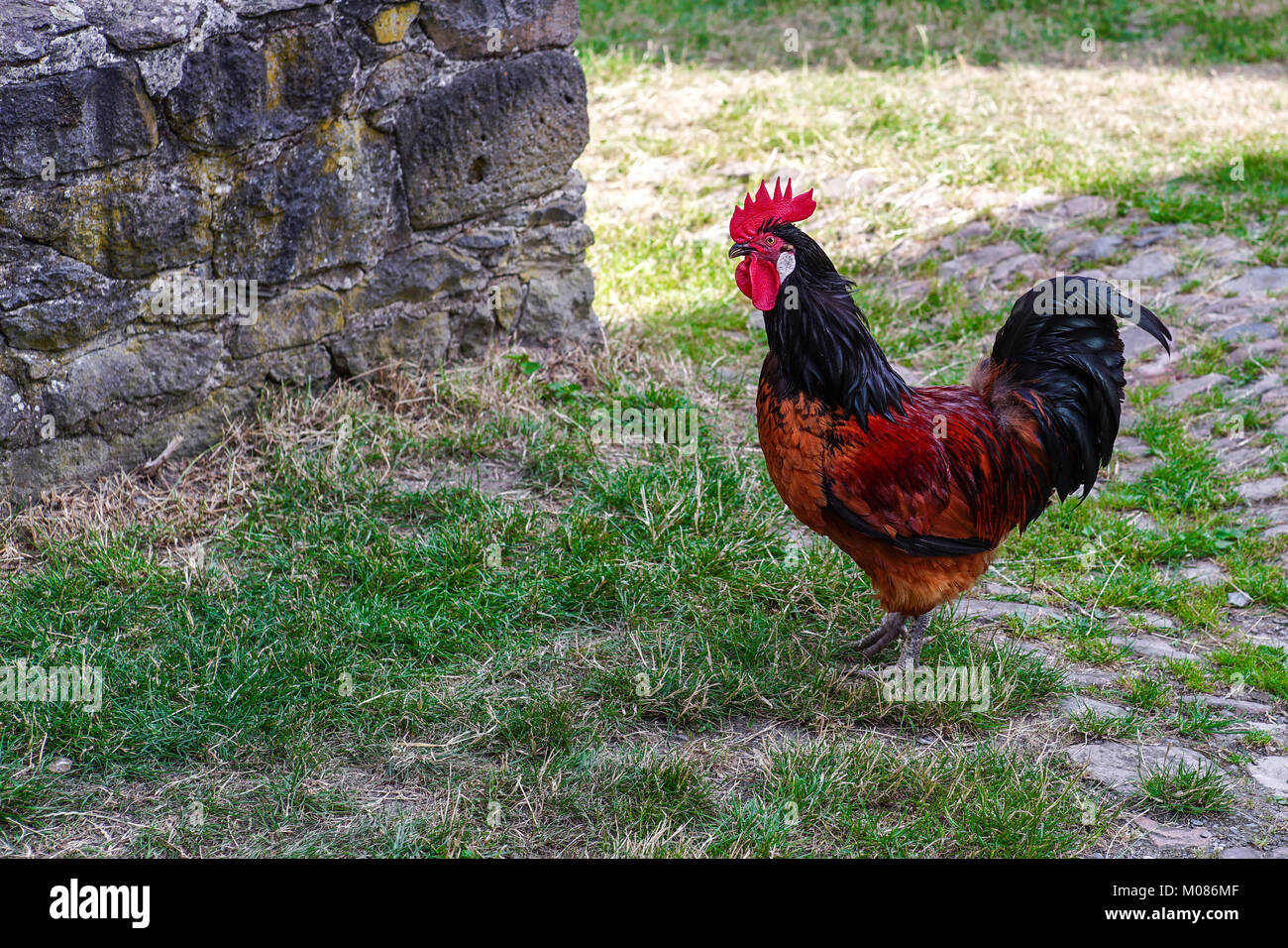Colorful rooster at the back yard of a farm Stock Photo - Alamy