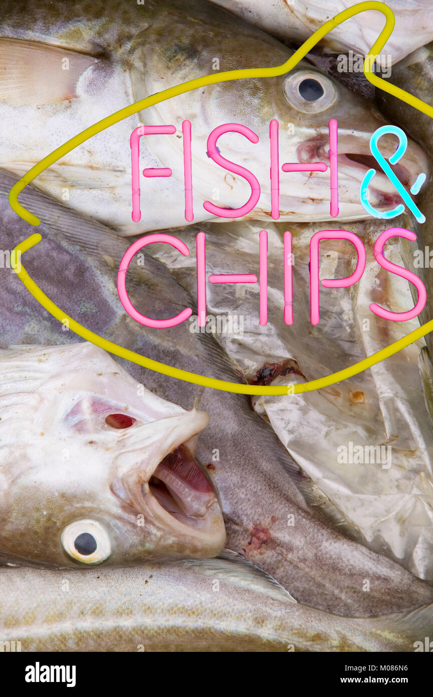 A cod fish caught off Ilulissat in Greenland Stock Photo - Alamy