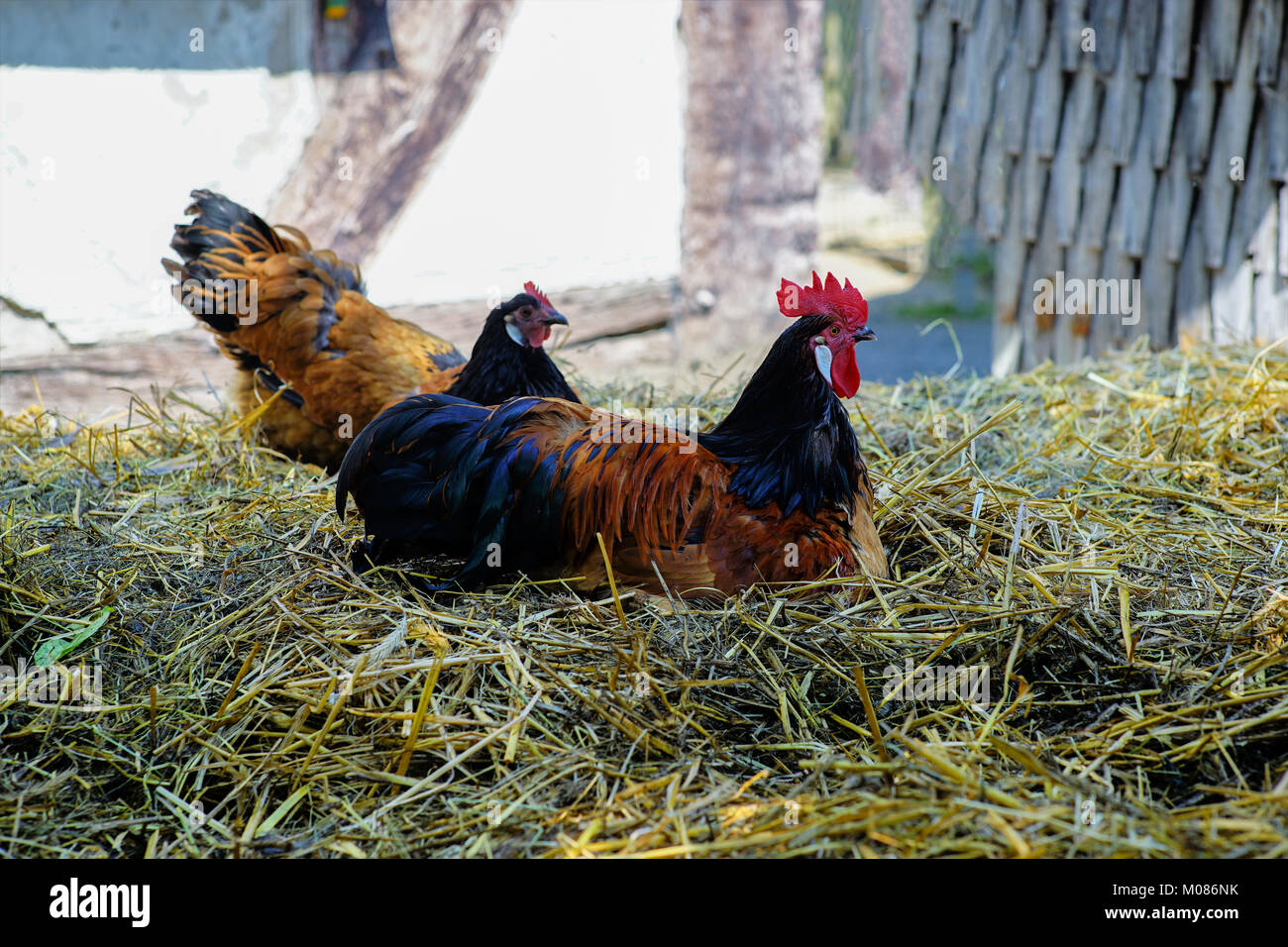 Chickens on the dunghill Stock Photo - Alamy