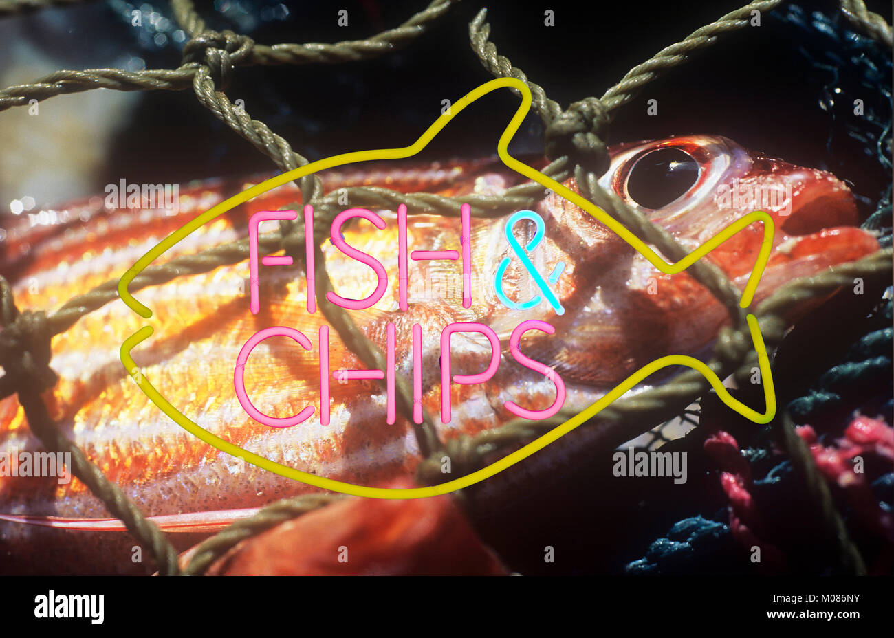 A fish caught in a fishing net. Many species of fish are declining ...