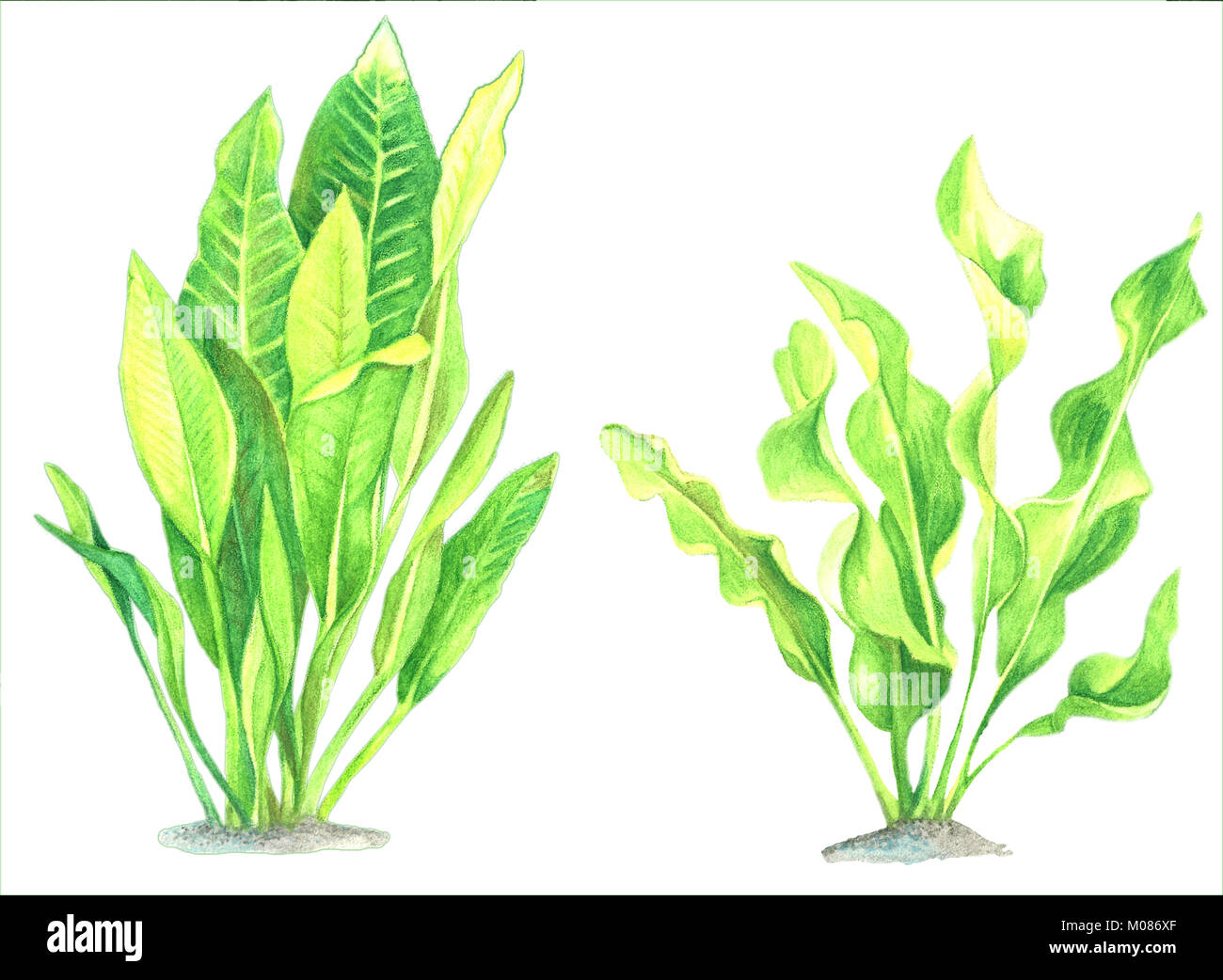 A set of watercolor images of seaweed on a white background. A ...