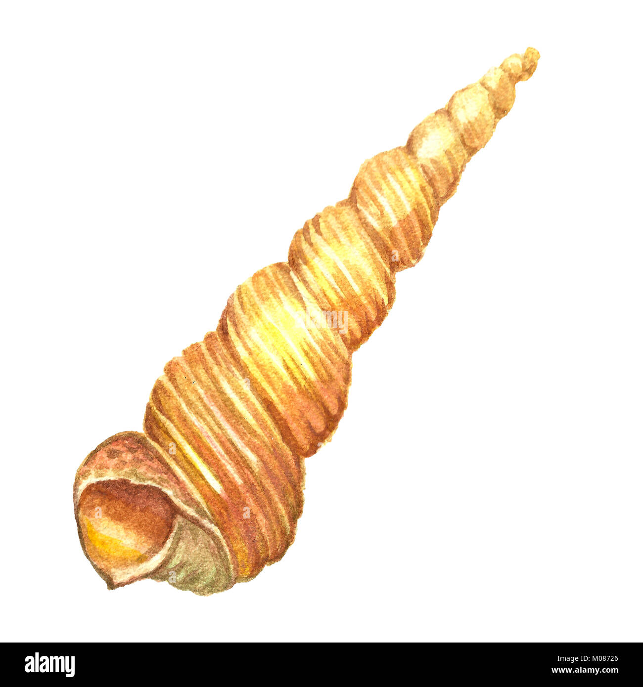 Sea shell painted watercolor. Illustrations of sea shells on a white ...