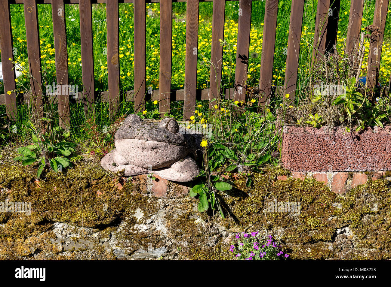 A concrete frog stands in front of a wooden fence Stock Photo - Alamy