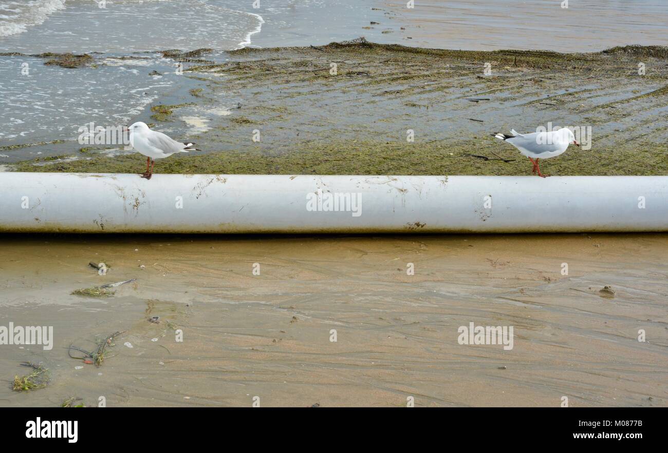 Stinger net hi-res stock photography and images - Alamy