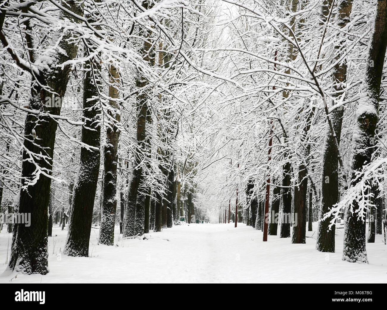 Alley of winter trees with branches covered with snow Stock Photo - Alamy