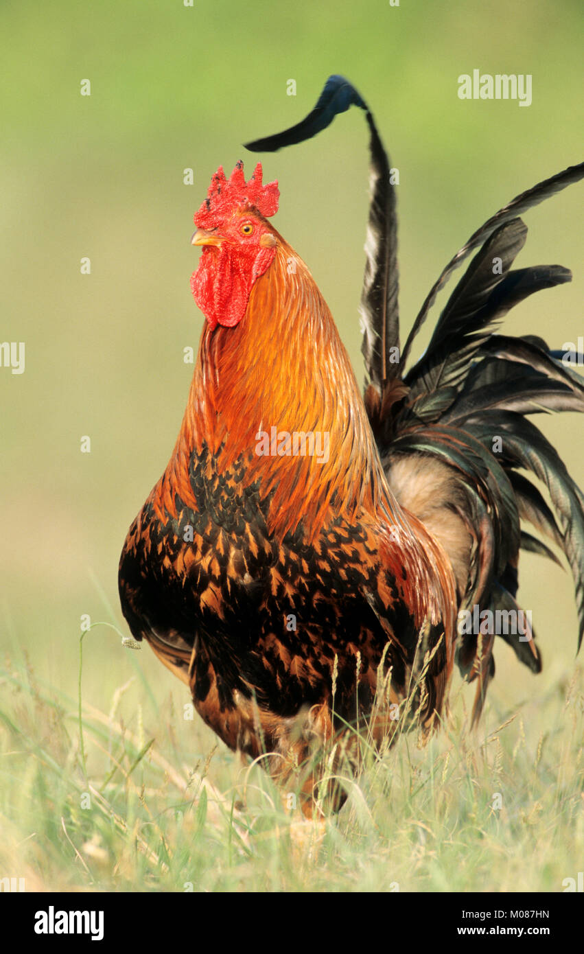 Chicken, rooster, / (Gallus gallus domesticus) | Haushuhn, Hahn Stock ...
