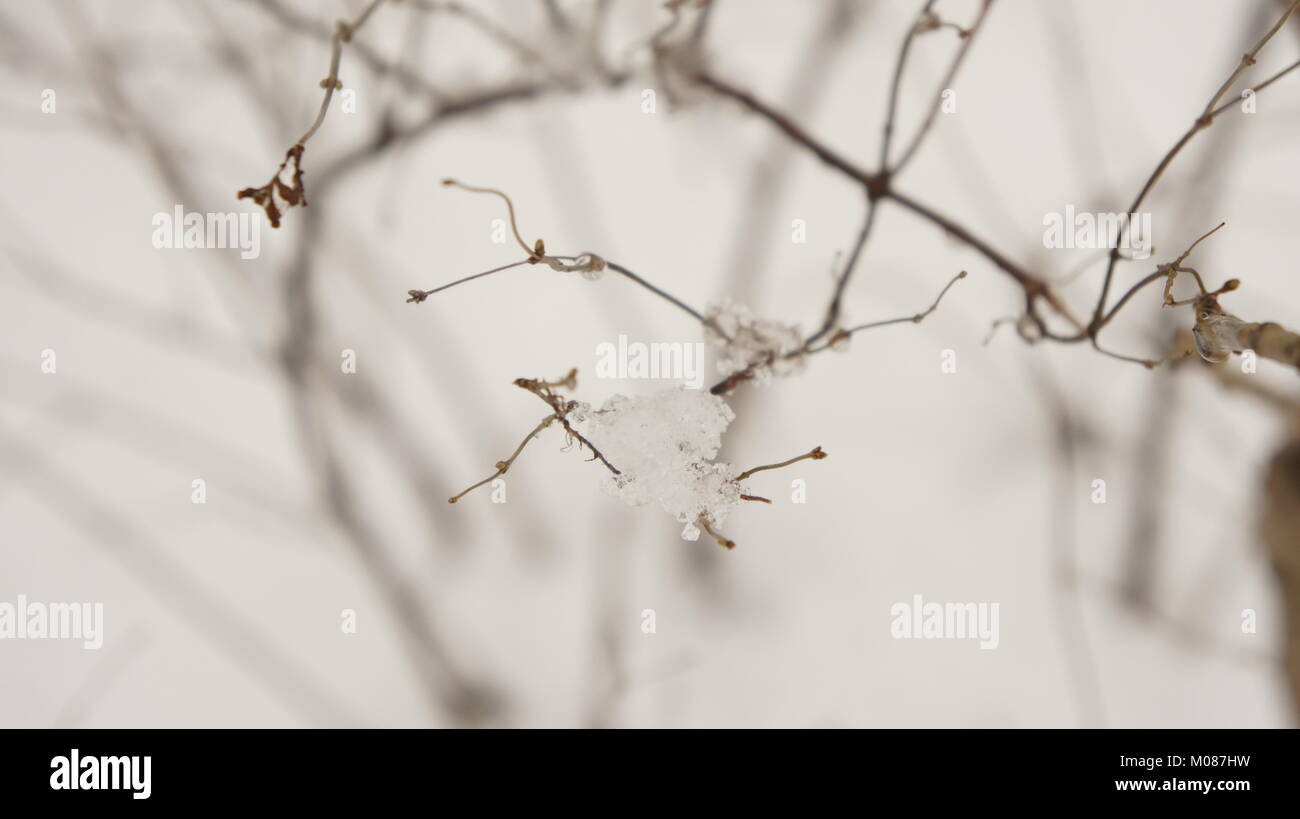 Frozen tree branch. snow on tree snow and branch texture background ...