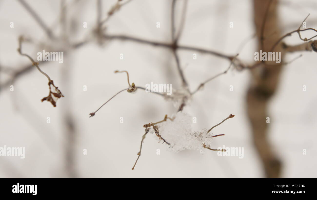 Frozen tree branch. snow on tree snow and branch texture background ...