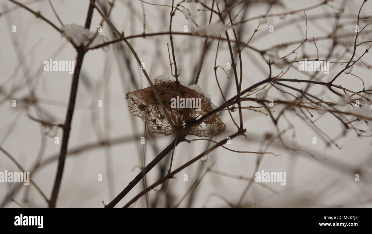 Frozen tree branch. snow on tree snow and branch texture background ...