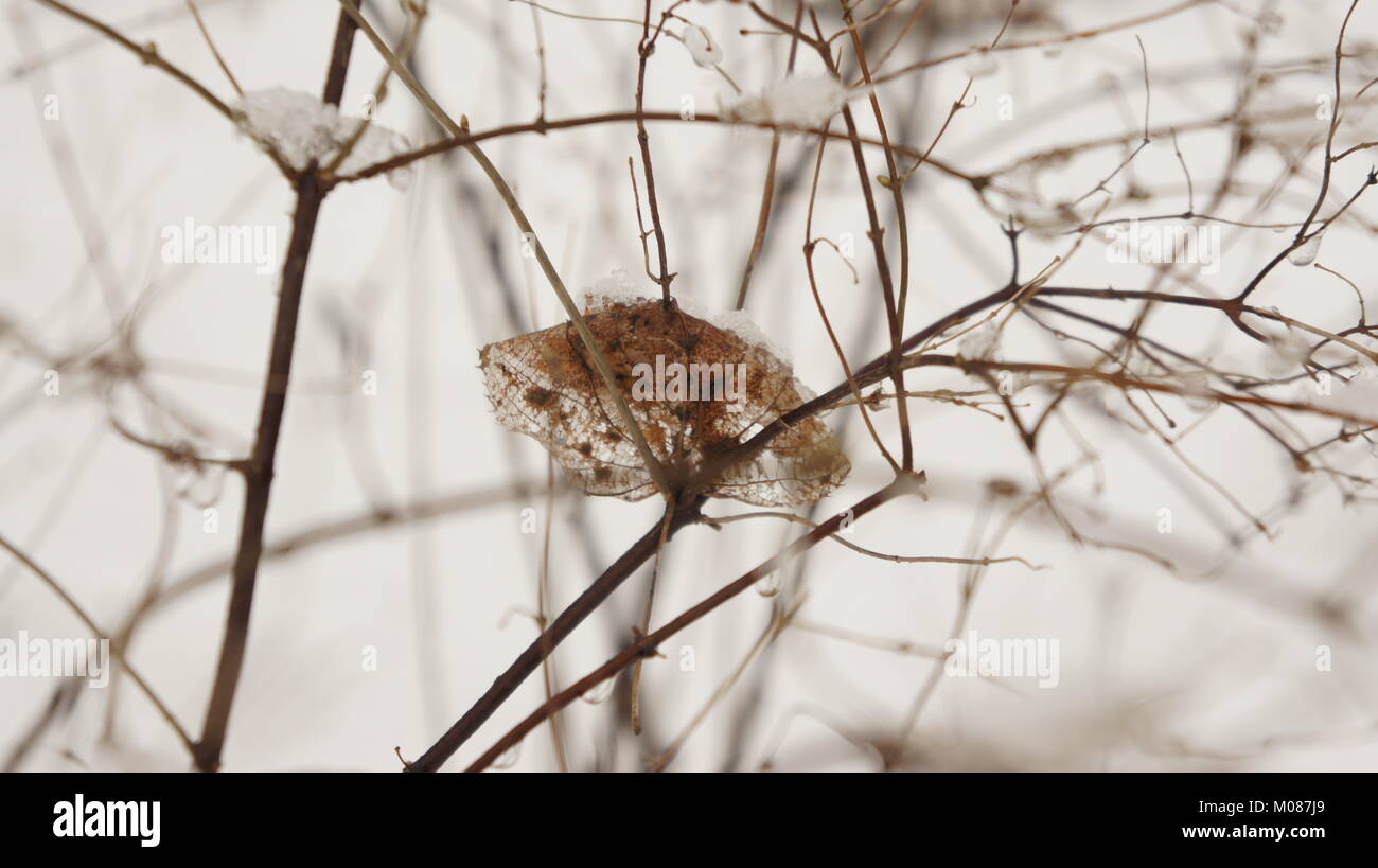 Frozen tree branch. snow on tree snow and branch texture background ...