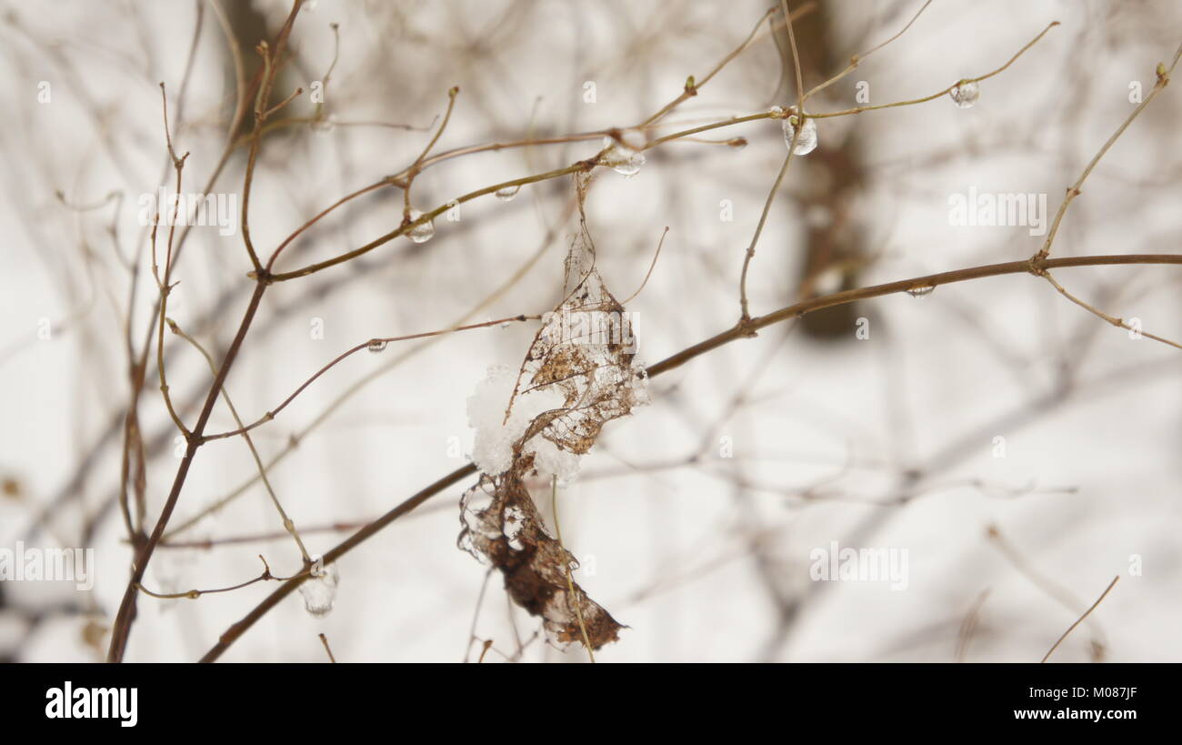Frozen tree branch. snow on tree snow and branch texture background ...