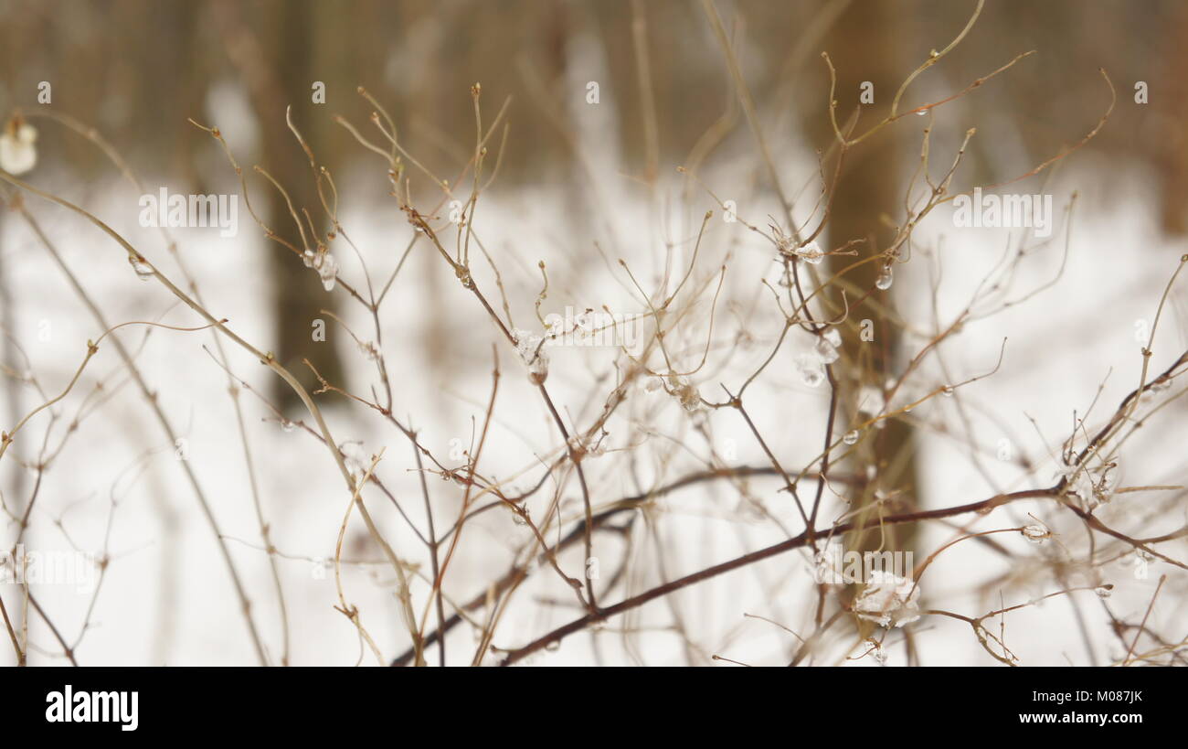 Frozen tree branch. snow on tree snow and branch texture background ...