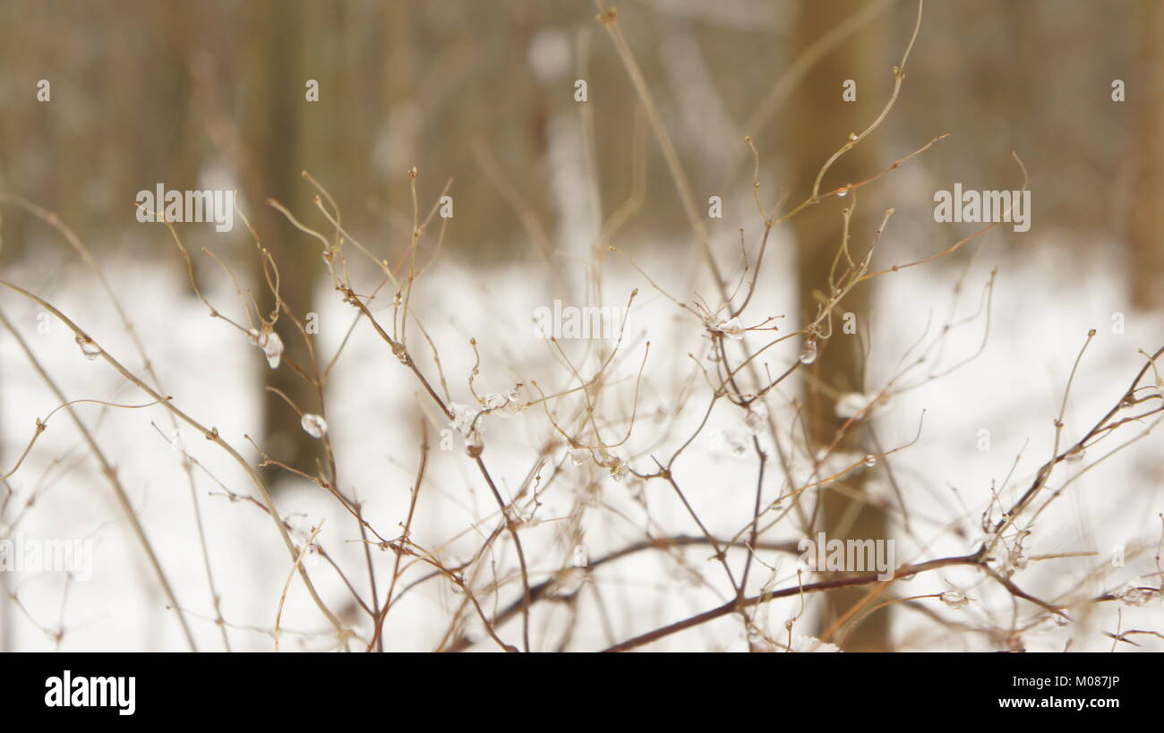 Frozen tree branch. snow on tree snow and branch texture background ...