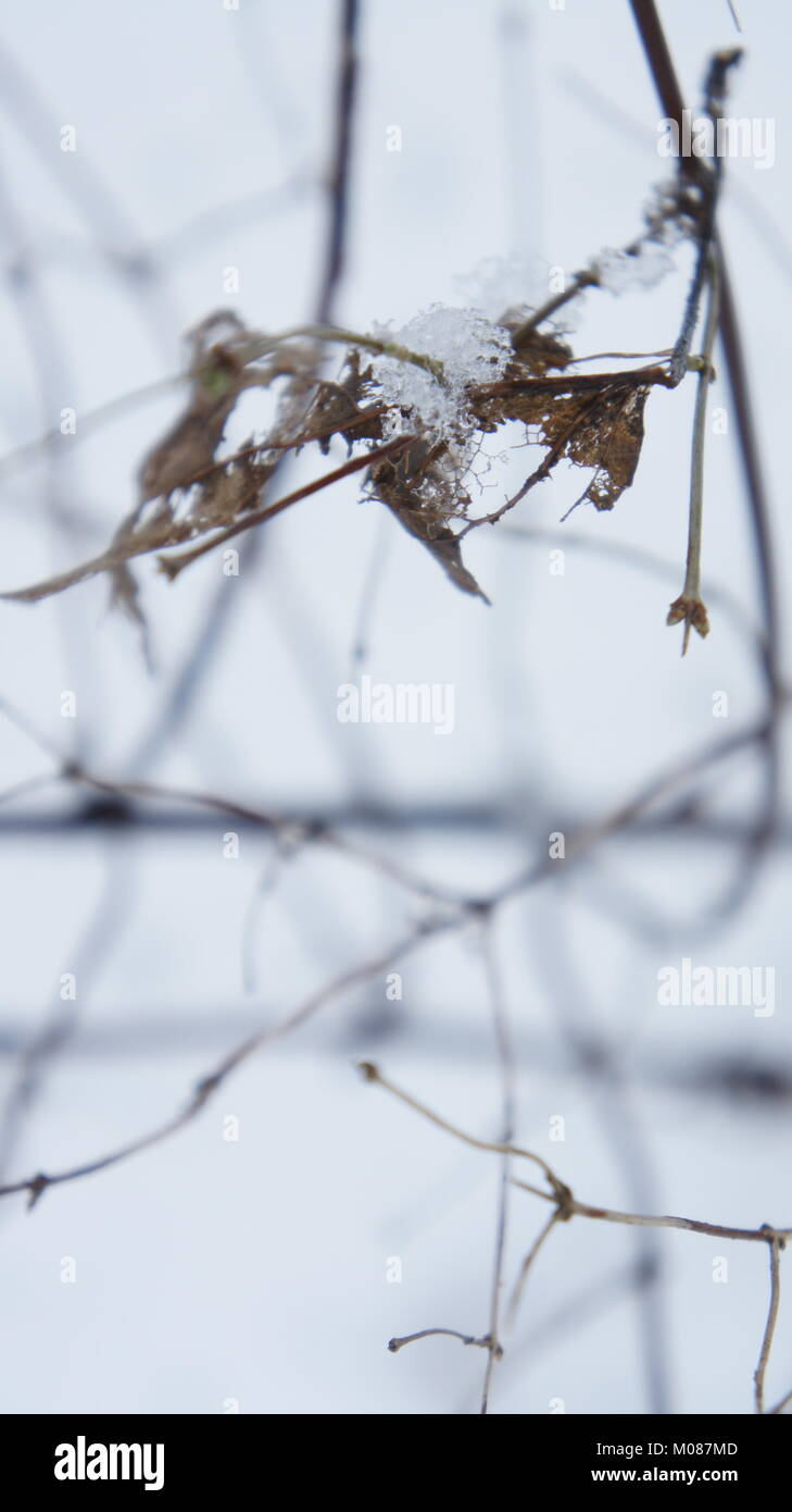 Frozen tree branch. snow on tree snow and branch texture background ...