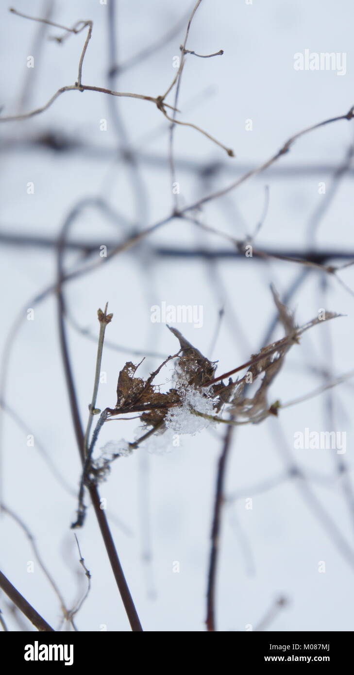 Frozen tree branch. snow on tree snow and branch texture background ...