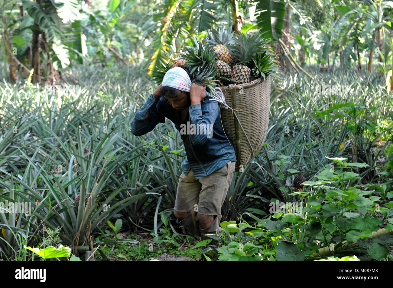 Bangladesh tangail hi-res stock photography and images - Alamy