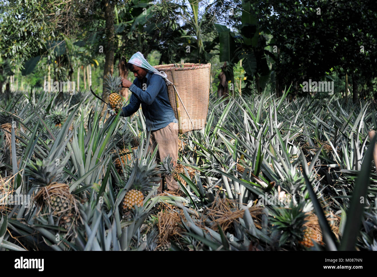 Bangladesh tangail hi-res stock photography and images - Alamy