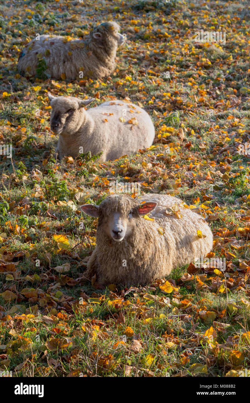 Sheep in field cotswolds uk hi-res stock photography and images - Alamy