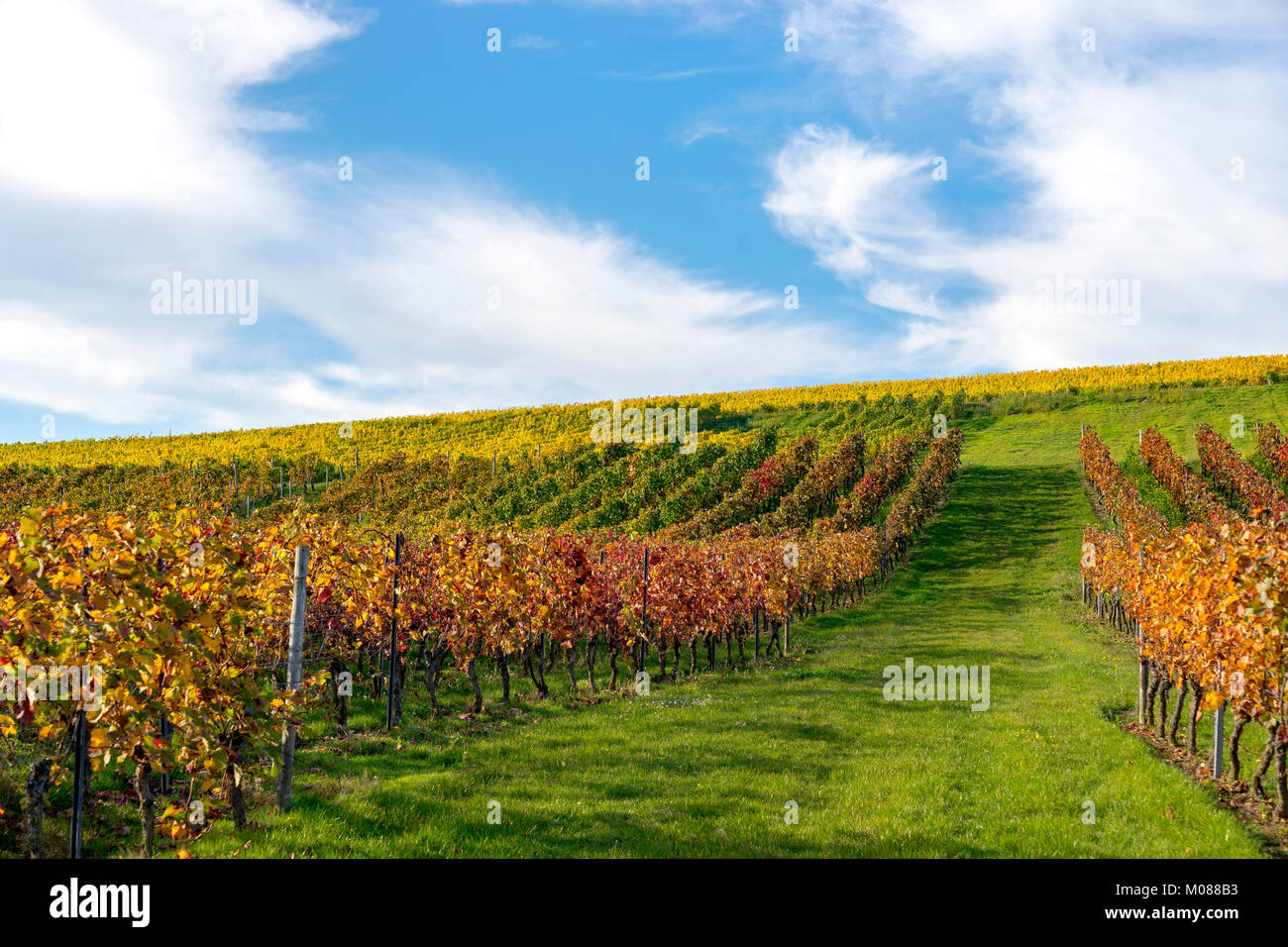 Colorful vineyard in autumn after the harvest. Background, Banner Stock ...
