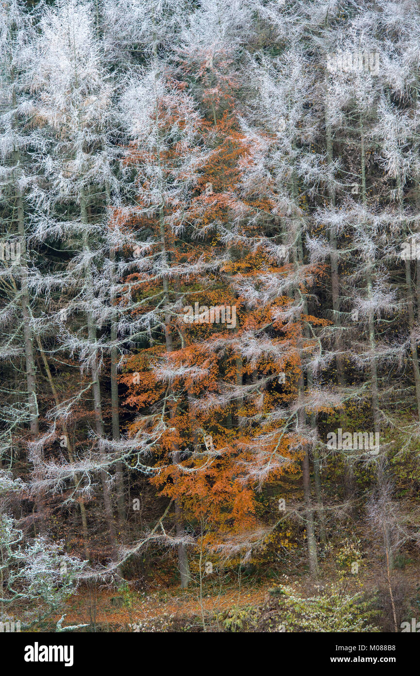 Frosty autumn trees in the Scottish borders. Scotland Stock Photo - Alamy