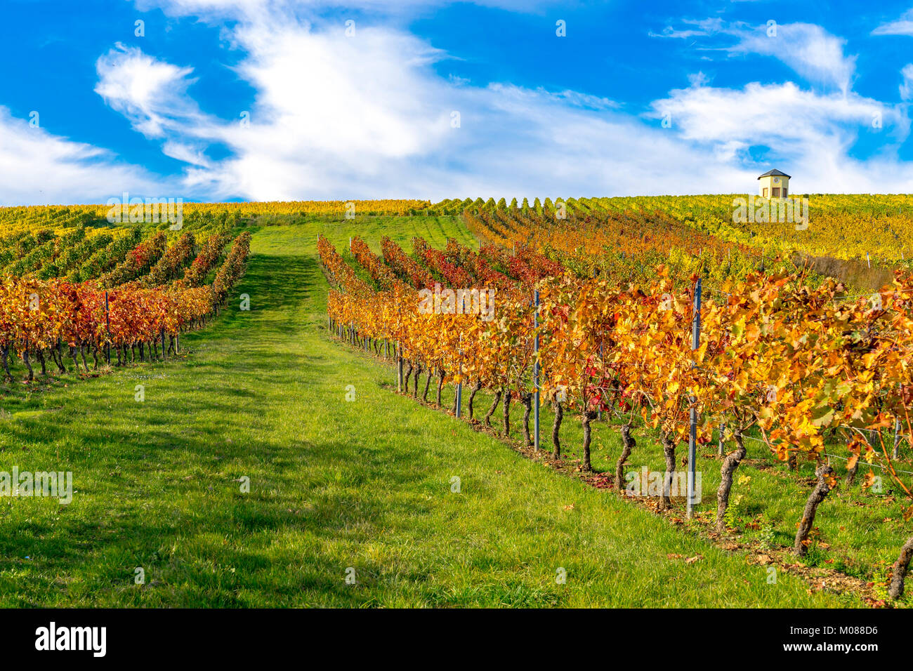 Colorful vineyard in autumn after the harvest. Background, Banner Stock ...