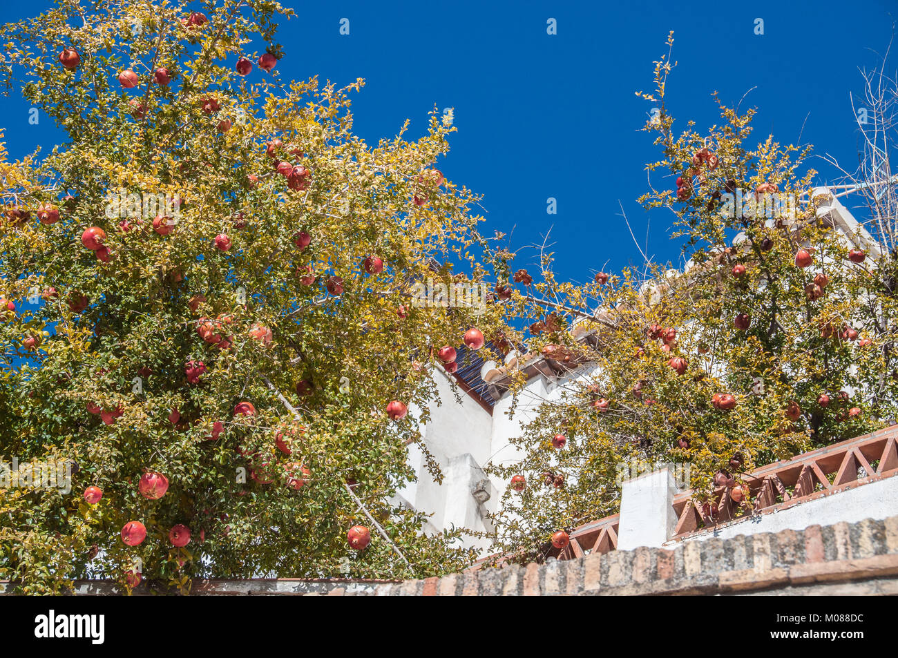 Pomegranate trees full of ripe fruit and white walls of a traditional ...