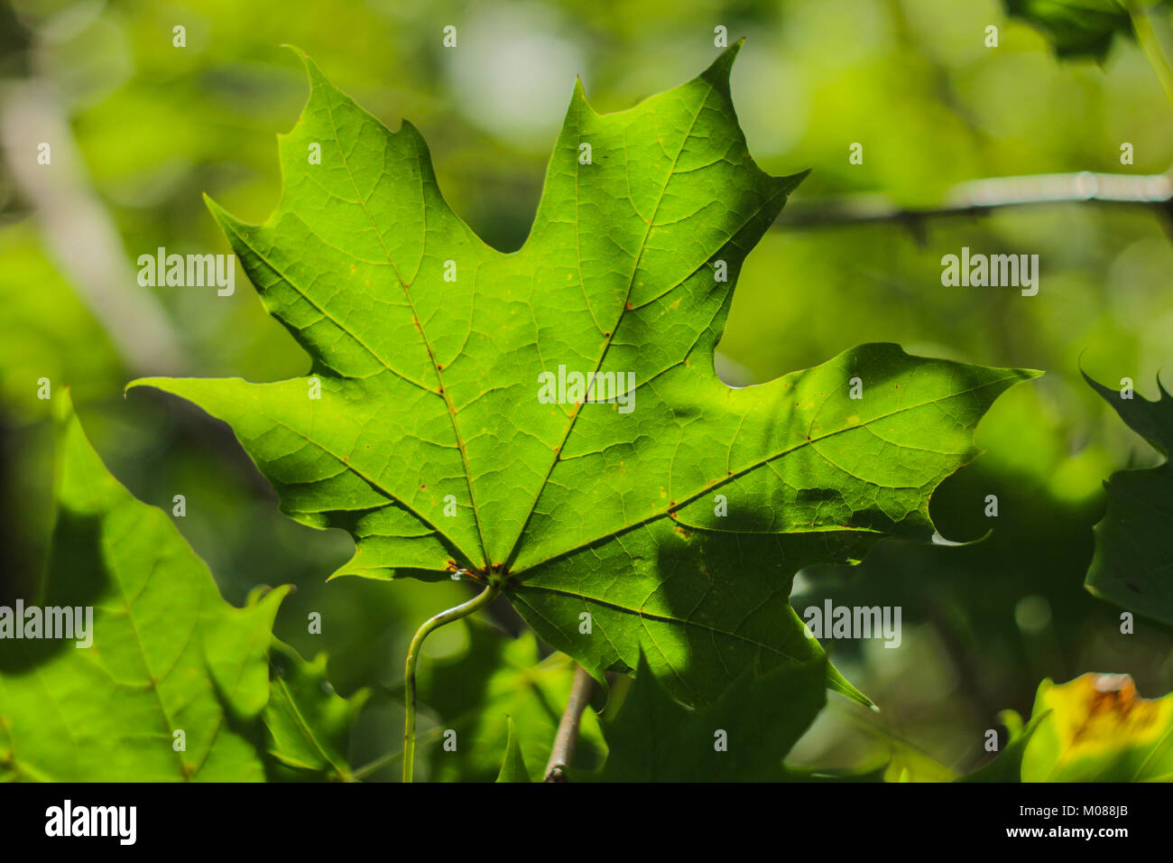 Green Maple Leaf Stock Photo - Alamy