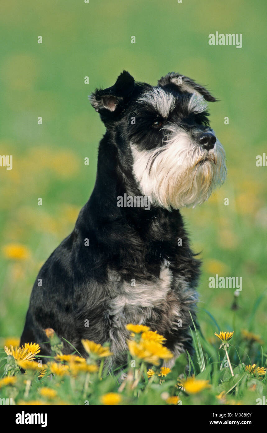 Zwergschnauzer Schwarz Silber In Not