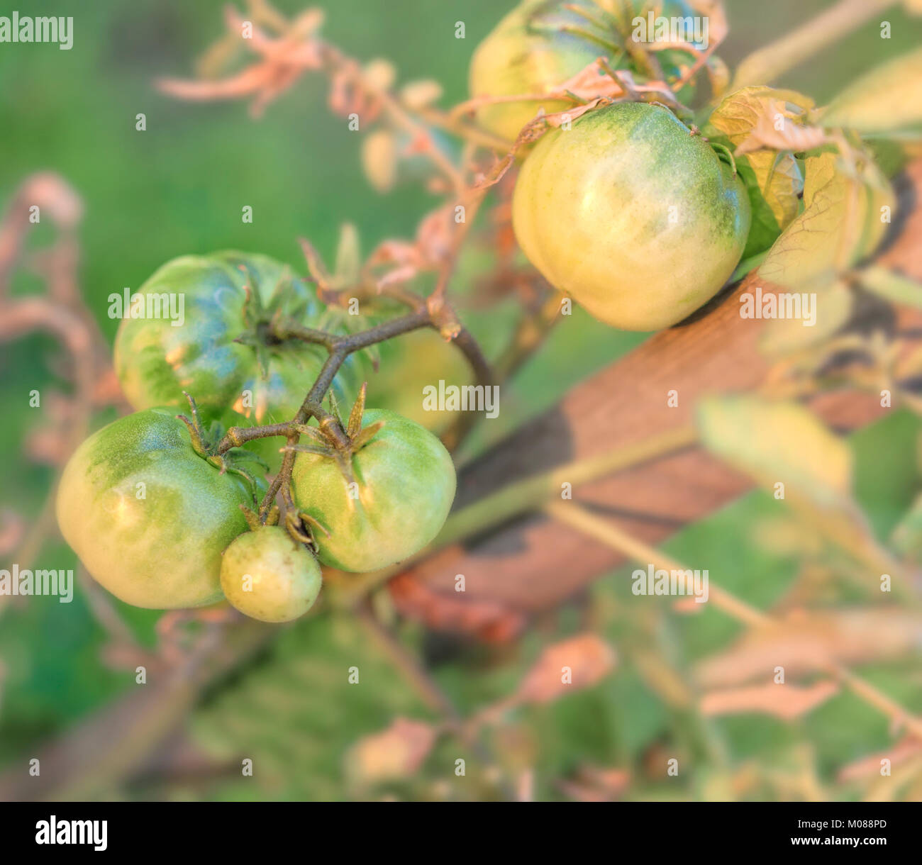 Green tomatoes, Agriculture concept with yellow sun Stock Photo - Alamy
